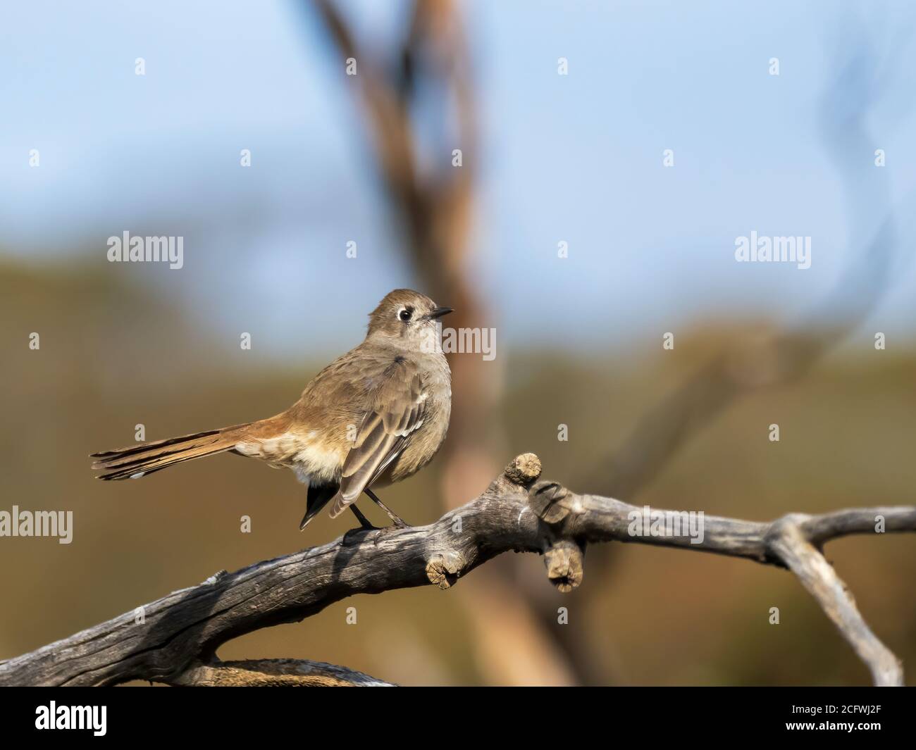 Mallee scrub hi-res stock photography and images - Alamy