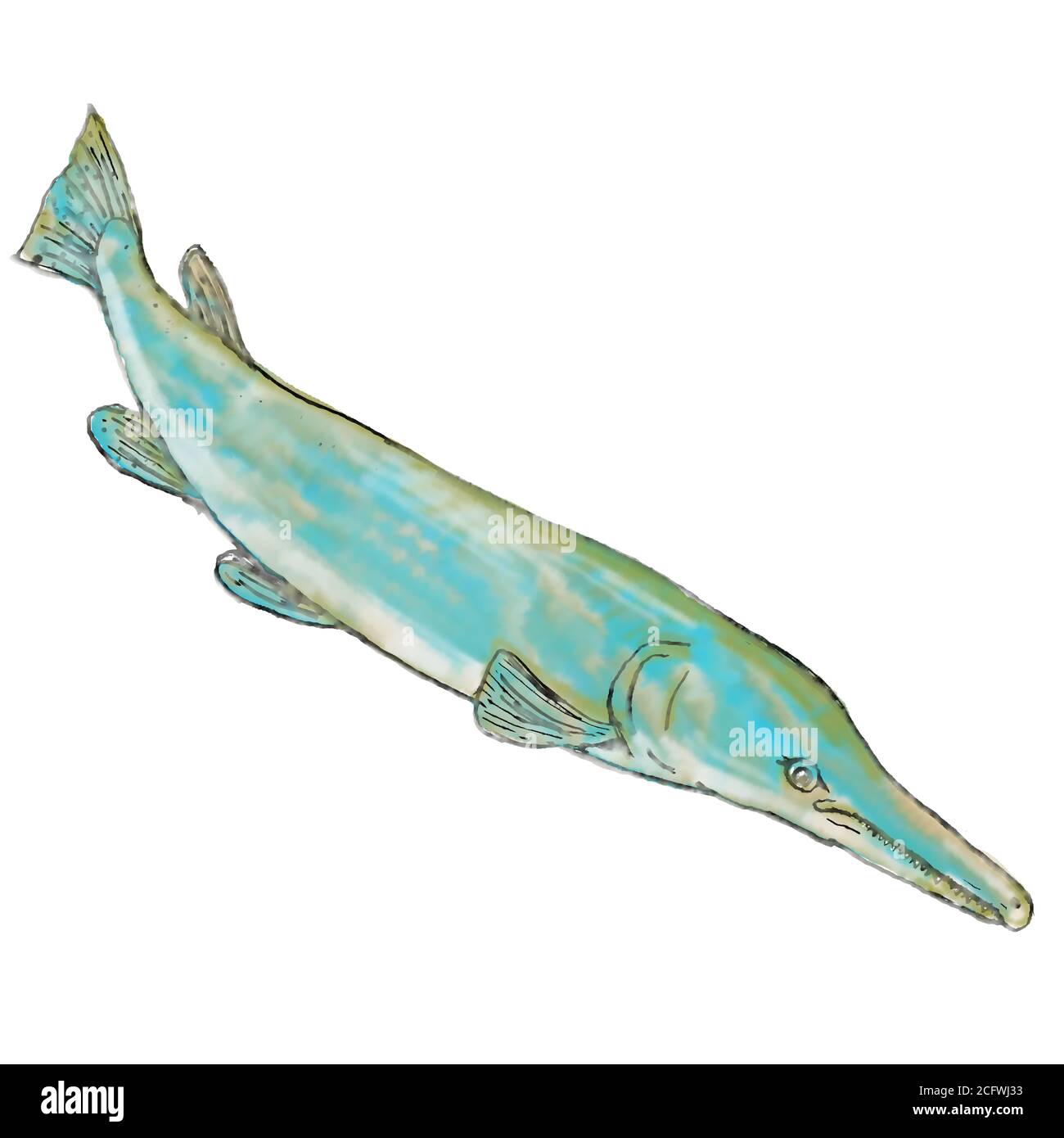 Ray finned euryhaline fish hi-res stock photography and images - Alamy