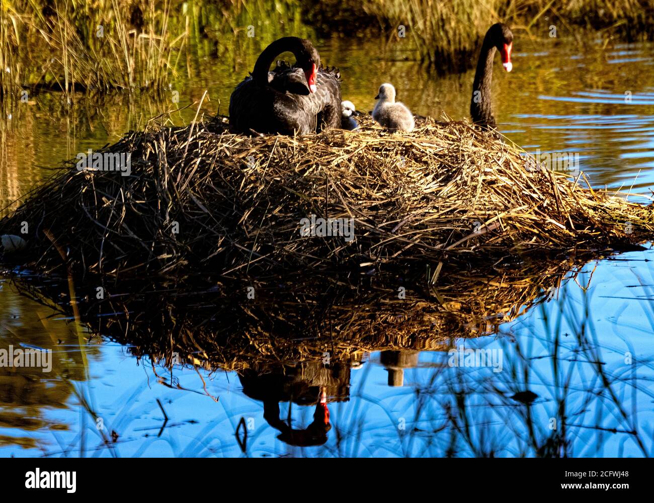 Female Pen Black Swan on nest with two cygnets closely watched by male ...