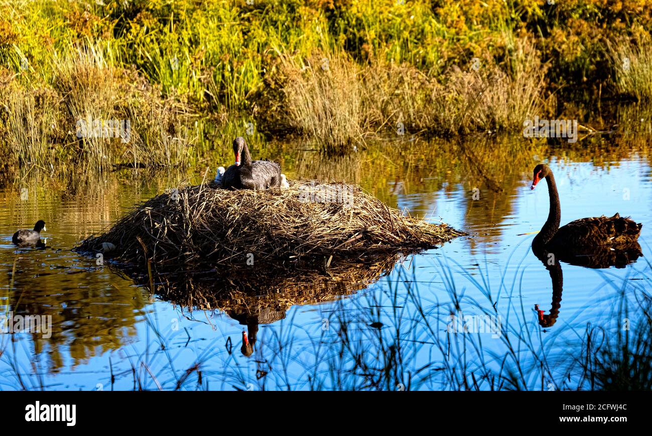 Male female swan hi-res stock photography and images - Alamy