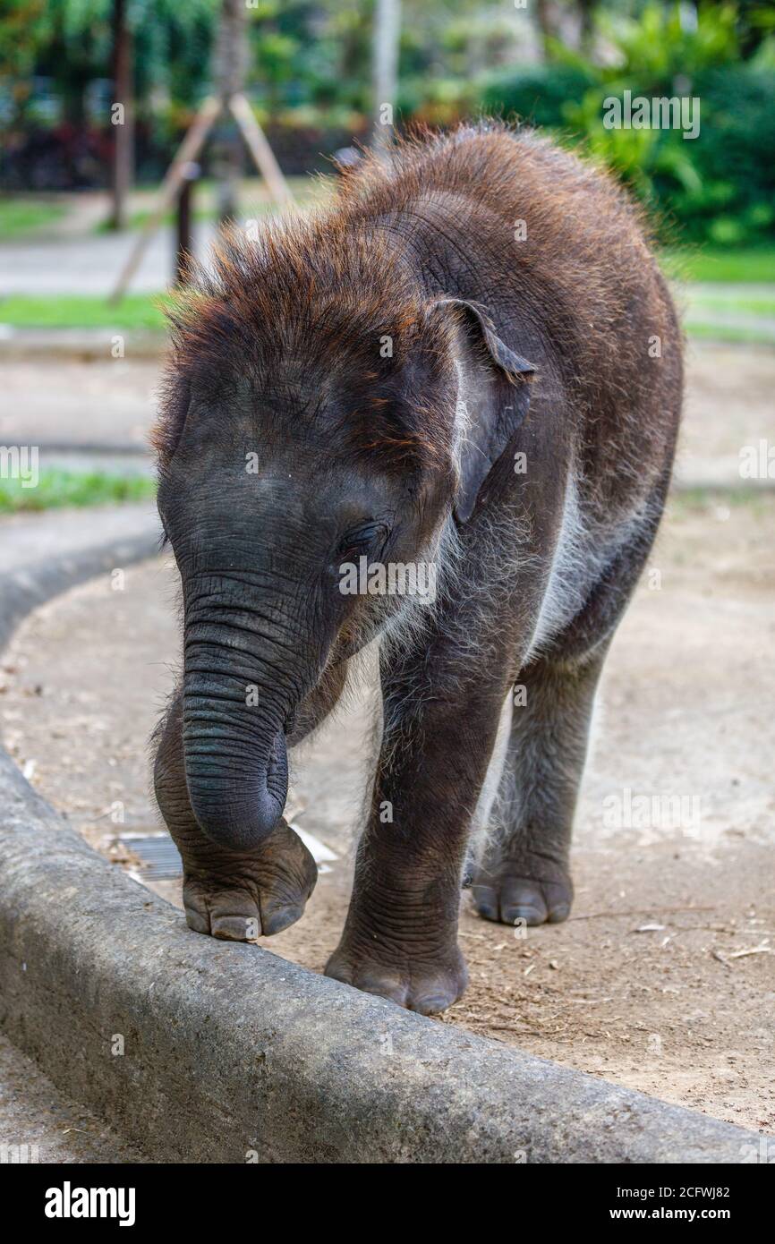 Sumatran Elephant Endangered