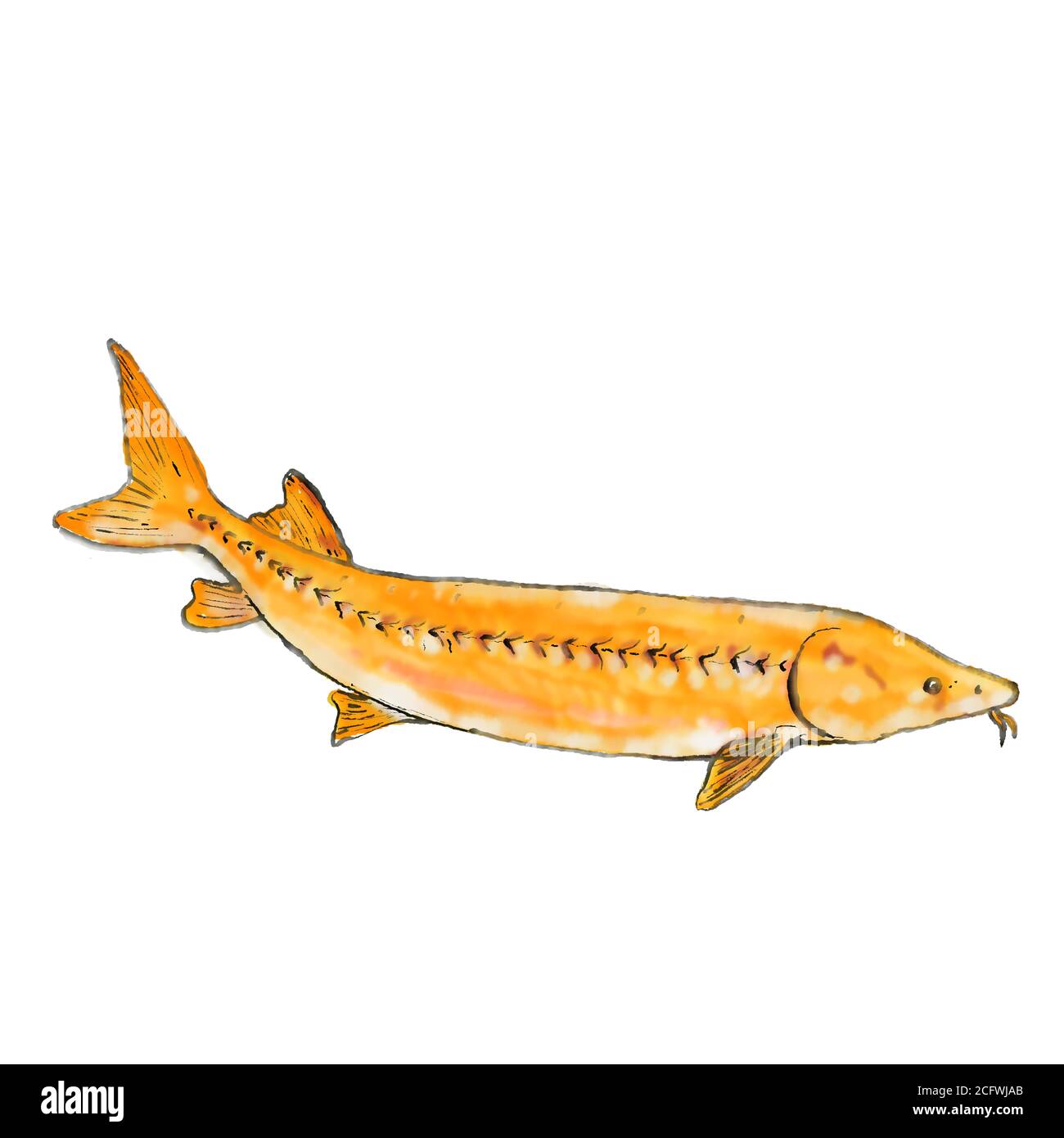 Lake Sturgeon Drawing
