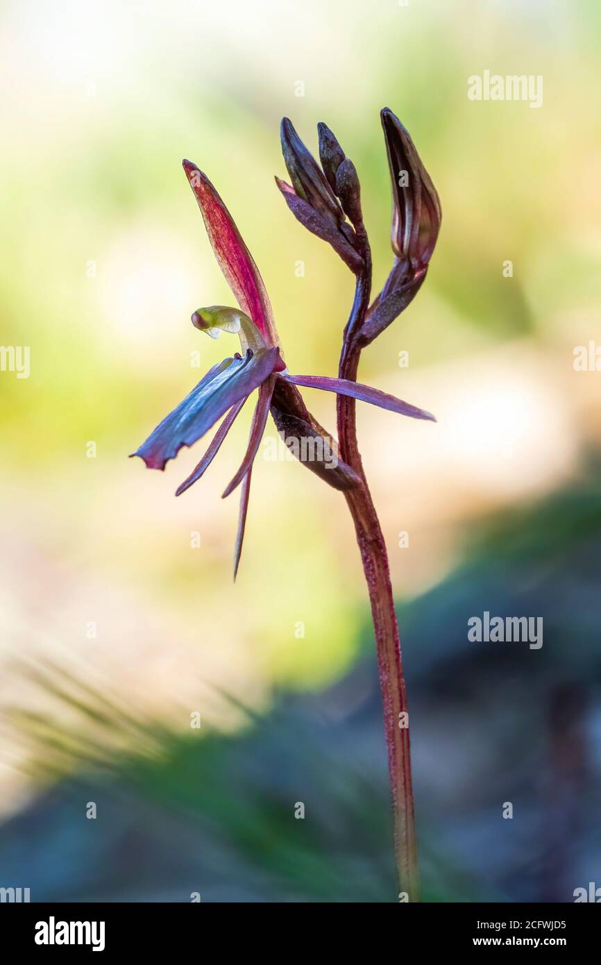The Common Gnat-orchid (Cyrtostylis reniformis) is a very small single ...