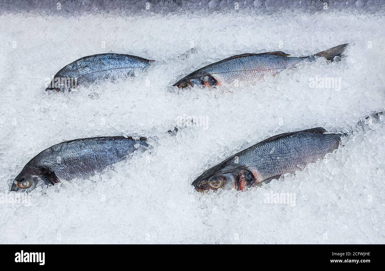 Carcasses of sea fish on the counter of the store Stock Photo - Alamy