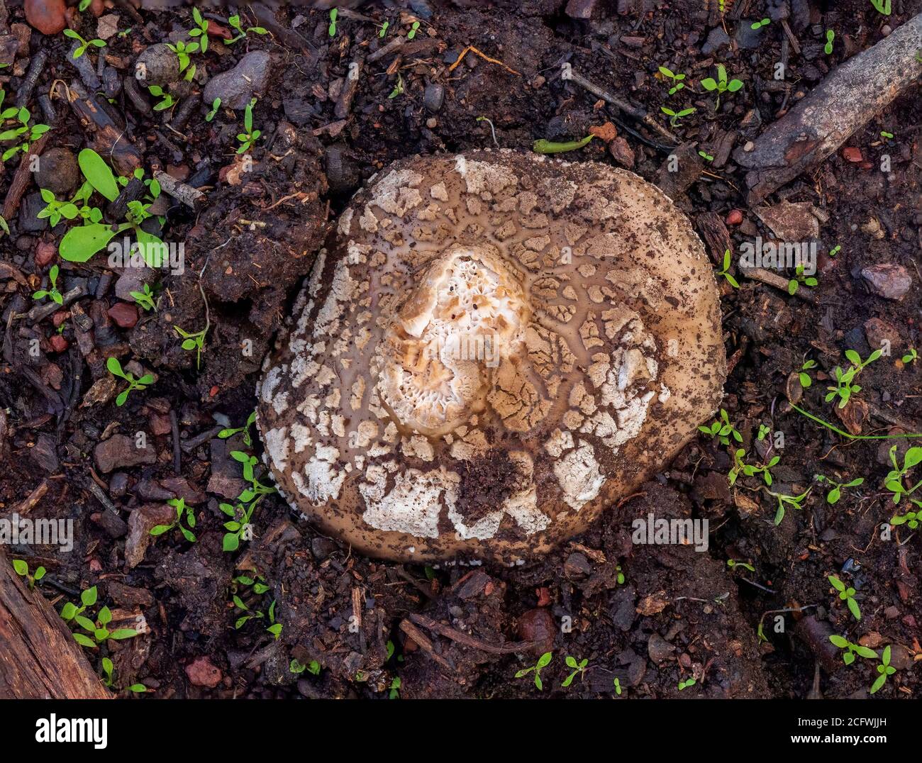 Puffball spores hi-res stock photography and images - Alamy