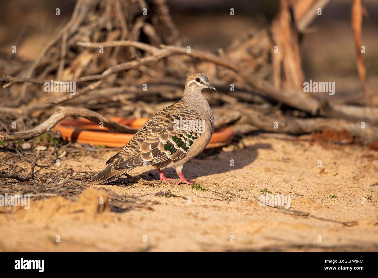 Bronze wing pigeon hi-res stock photography and images - Alamy