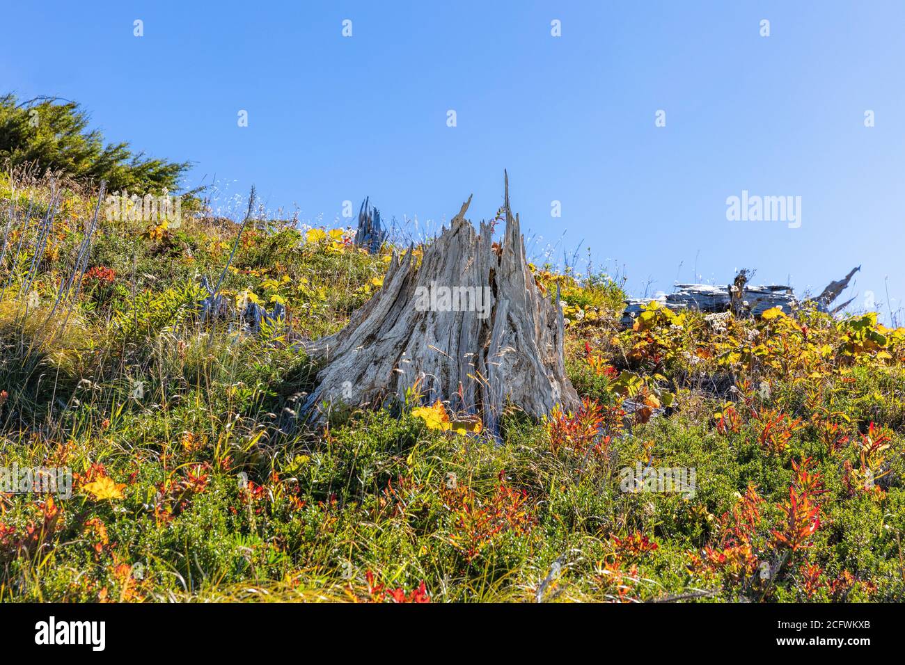 Autumn in the mountains with colorful ground cover Stock Photo - Alamy