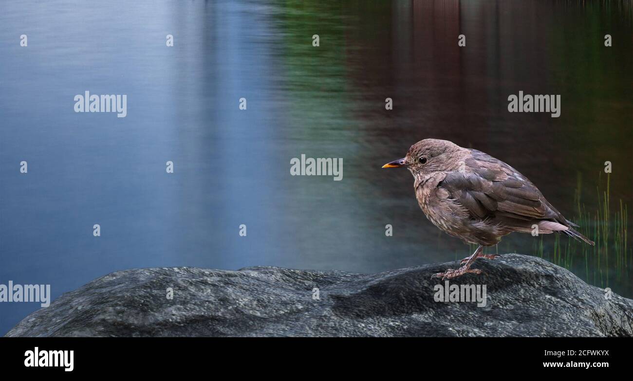Bird on the rock hi-res stock photography and images - Alamy