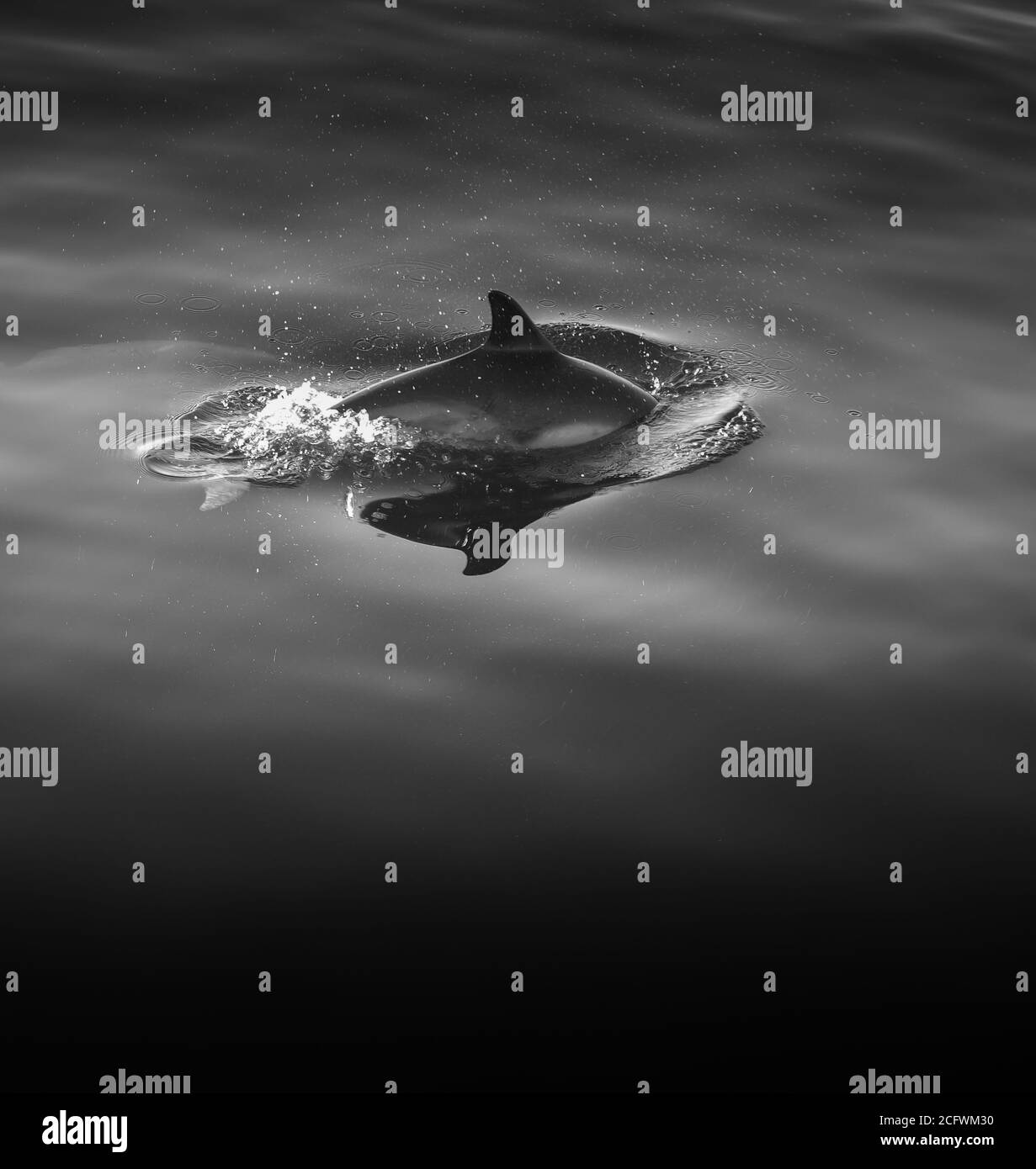 A dolphin's dorsal fin and its reflection on the surface of the ocean ...