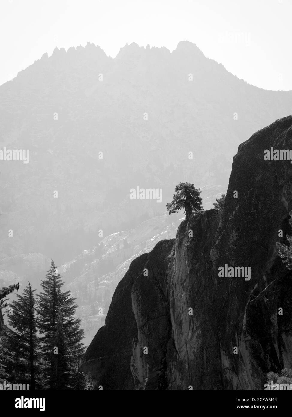 A lone alpine tree perched on a rocky ridge in the foreground with a ...