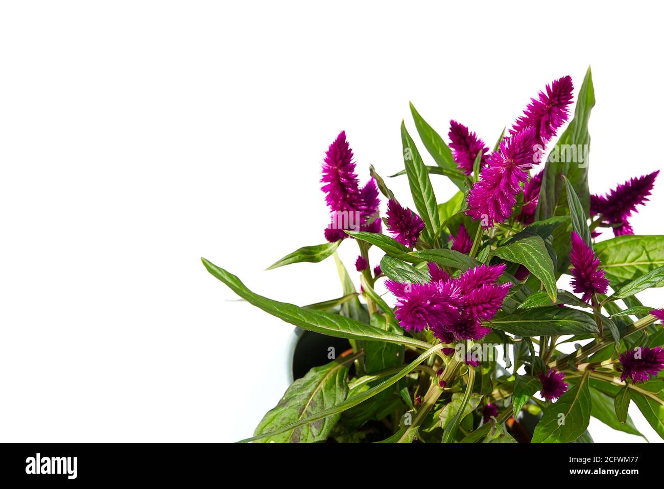 Potted Cockscomb celosia spicata plant isolated on white. Pink flower ...