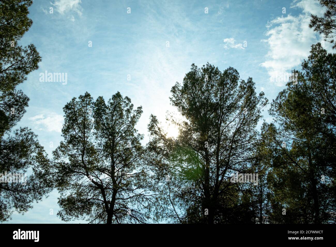 Pine exercise blue hi-res stock photography and images - Alamy