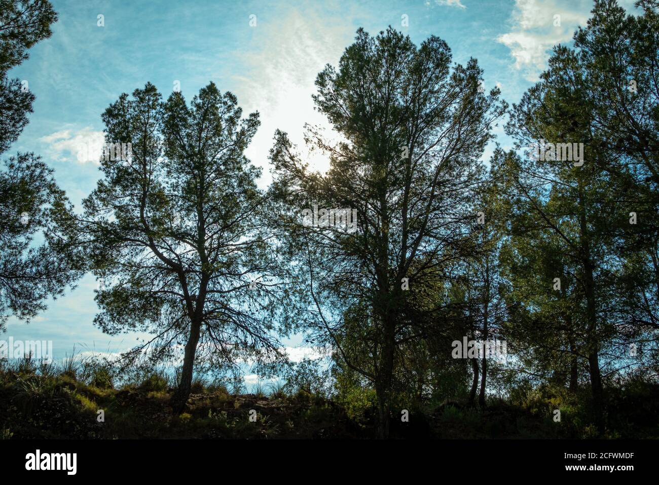 Pine exercise blue hi-res stock photography and images - Alamy