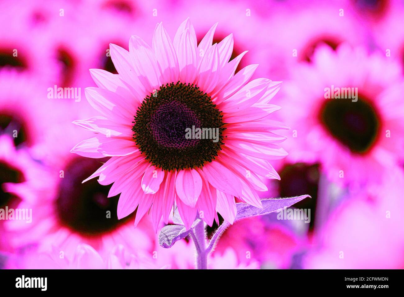 Sunflower photographs hi-res stock photography and images - Alamy