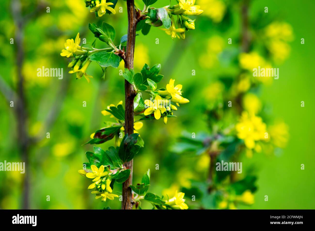 flowering black currant bushes in spring, small yellow flowers against ...