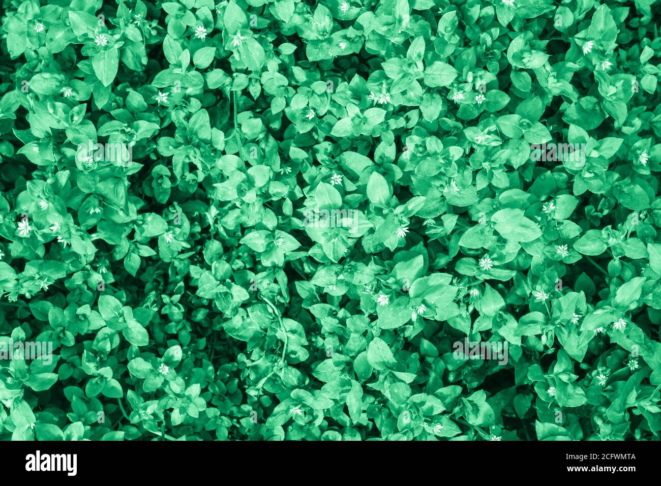 Wallpaper toned hi-res stock photography and images - Alamy