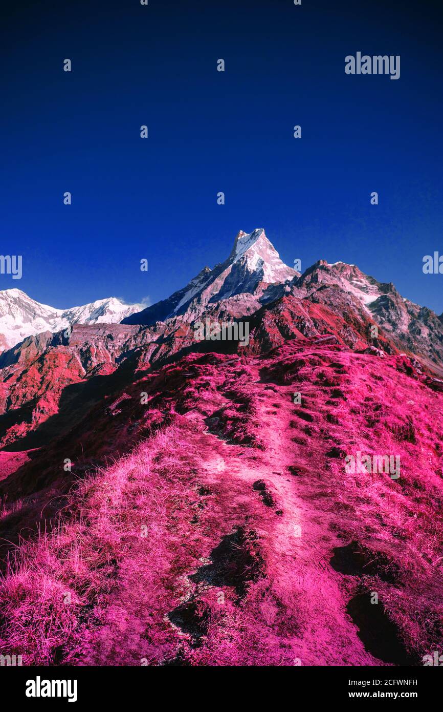 Plants of nepal hi-res stock photography and images - Alamy