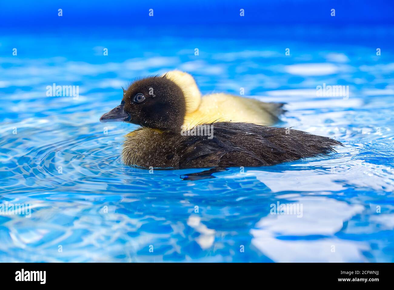 Yellow small cute duckling in swimming pool. Duckling swimming in ...