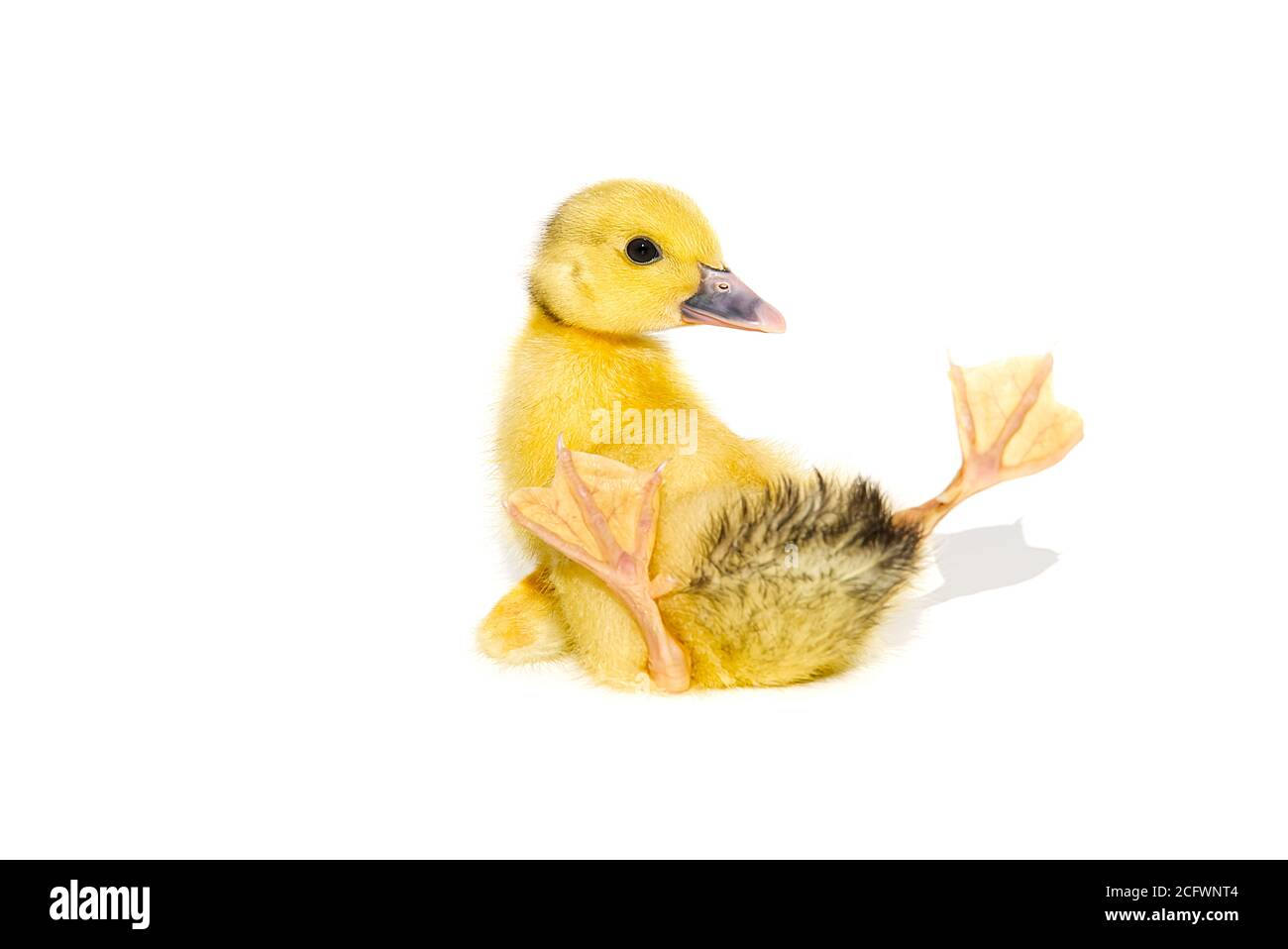 NewBorn little Cute yellow duckling isolated on white Stock Photo - Alamy