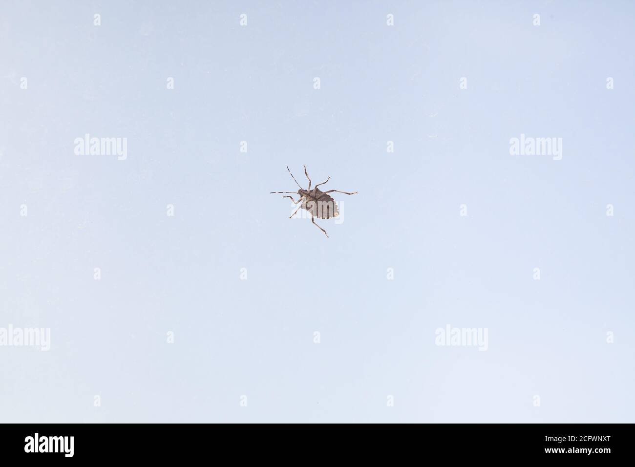 Big blue bug hi-res stock photography and images - Alamy
