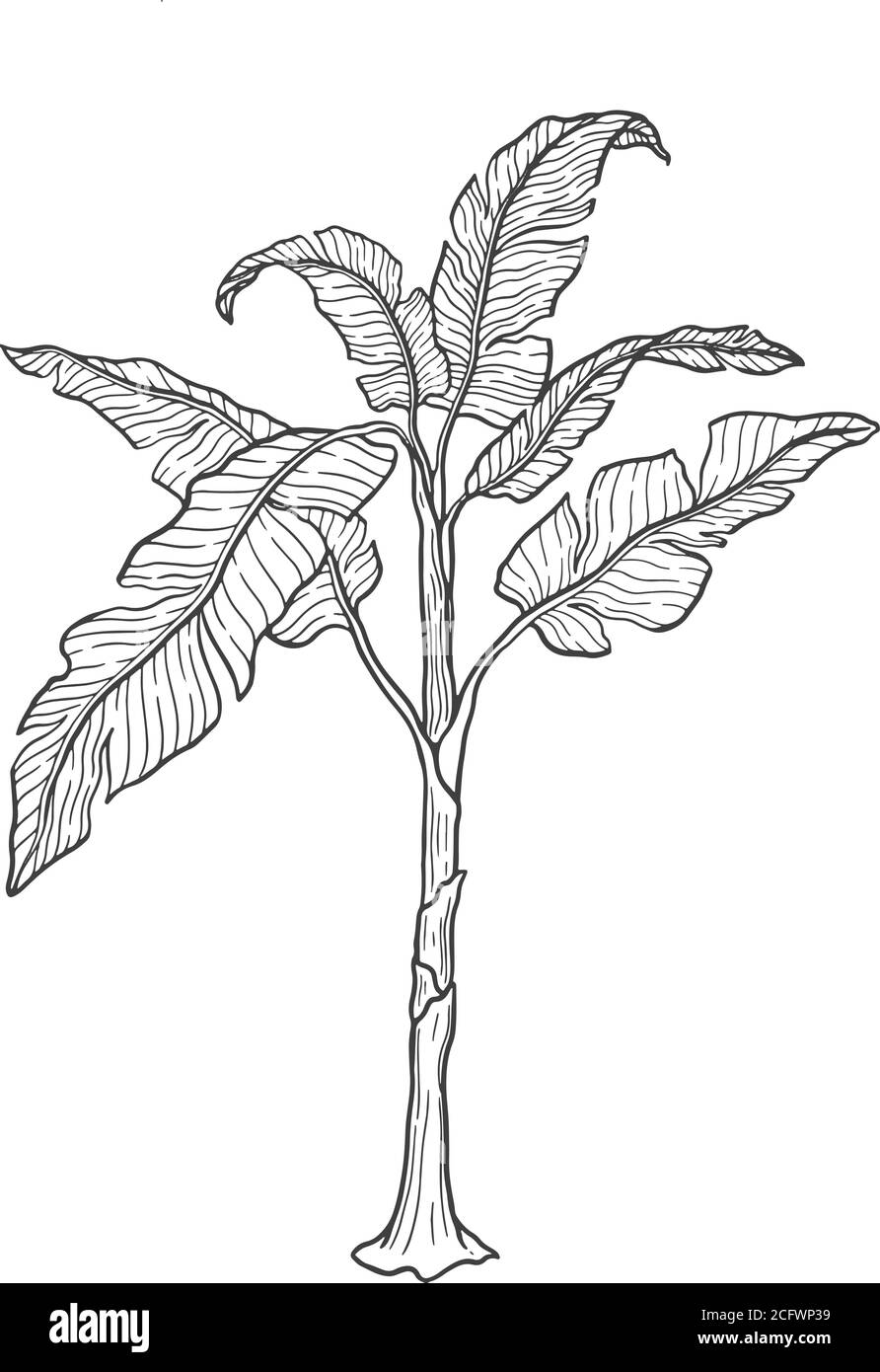 Banana Tree Drawing Png