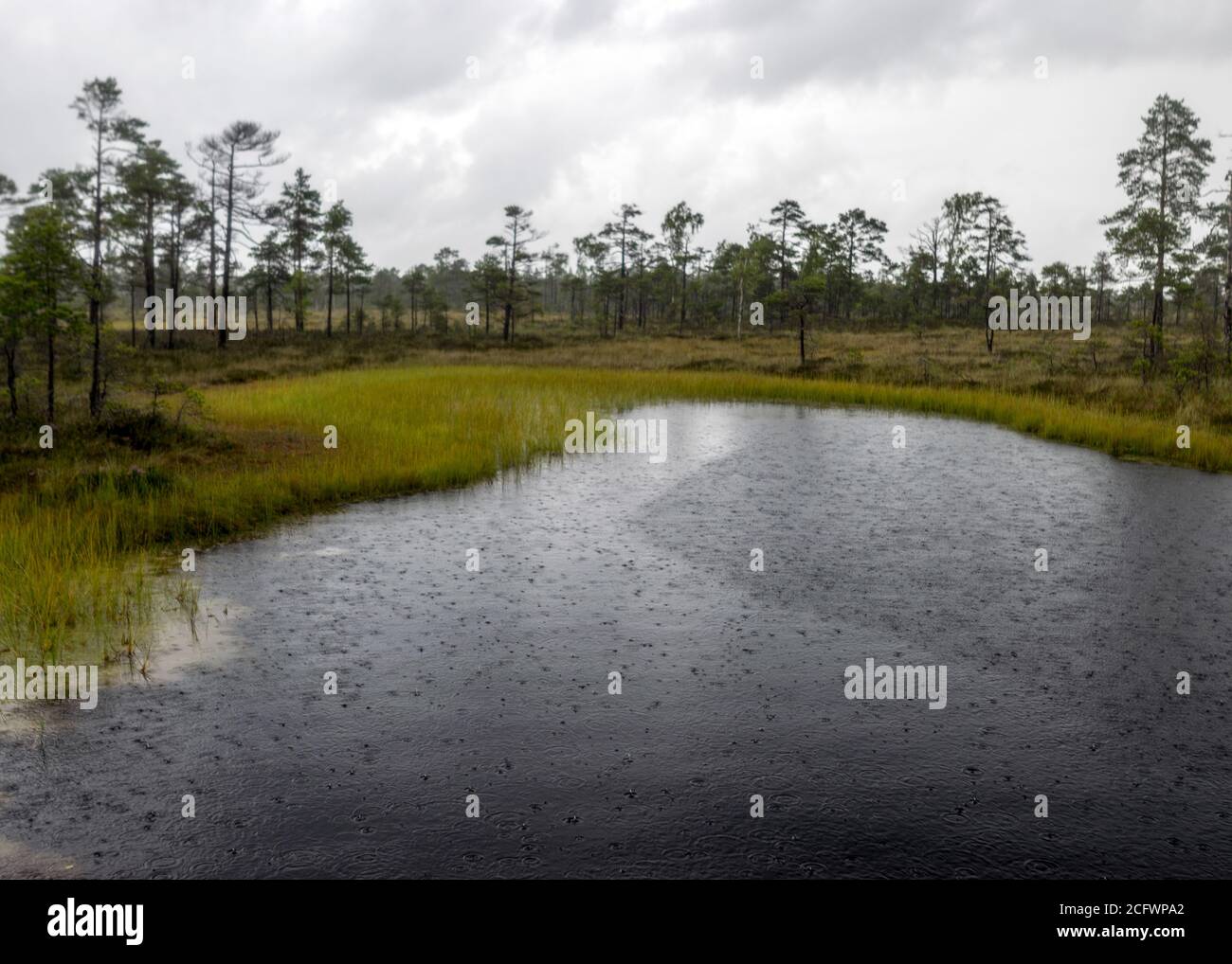Rainy and gloomy day in the bog, texture of raindrops on the surface of ...