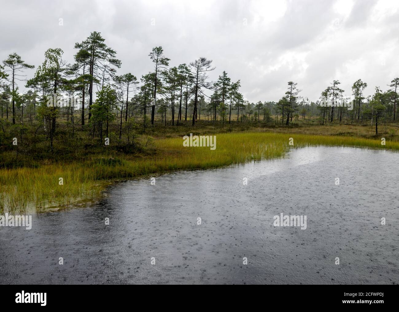 Rainy and gloomy day in the bog, texture of raindrops on the surface of ...