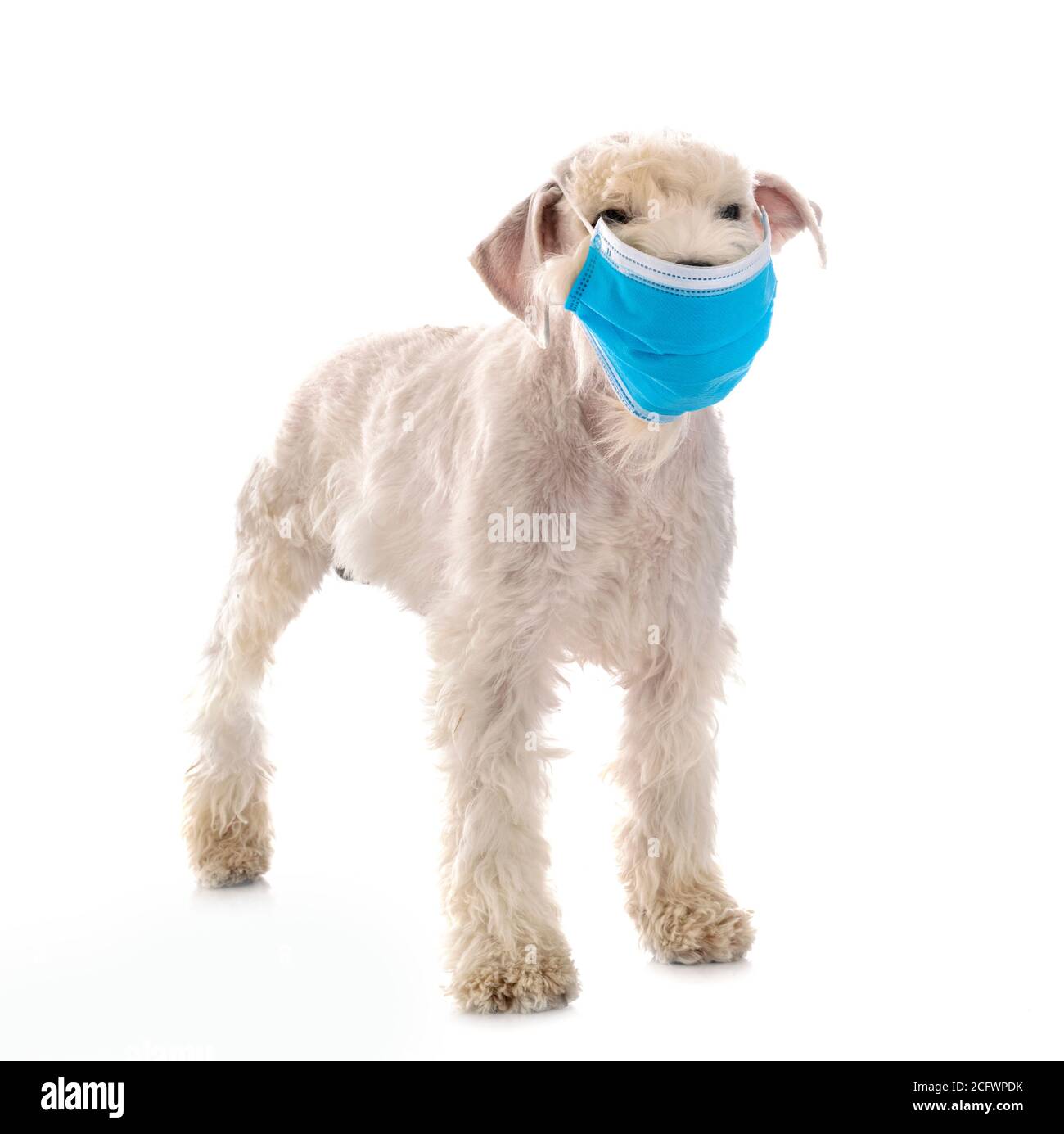 miniature schnauzer and mask in front of white background Stock Photo ...