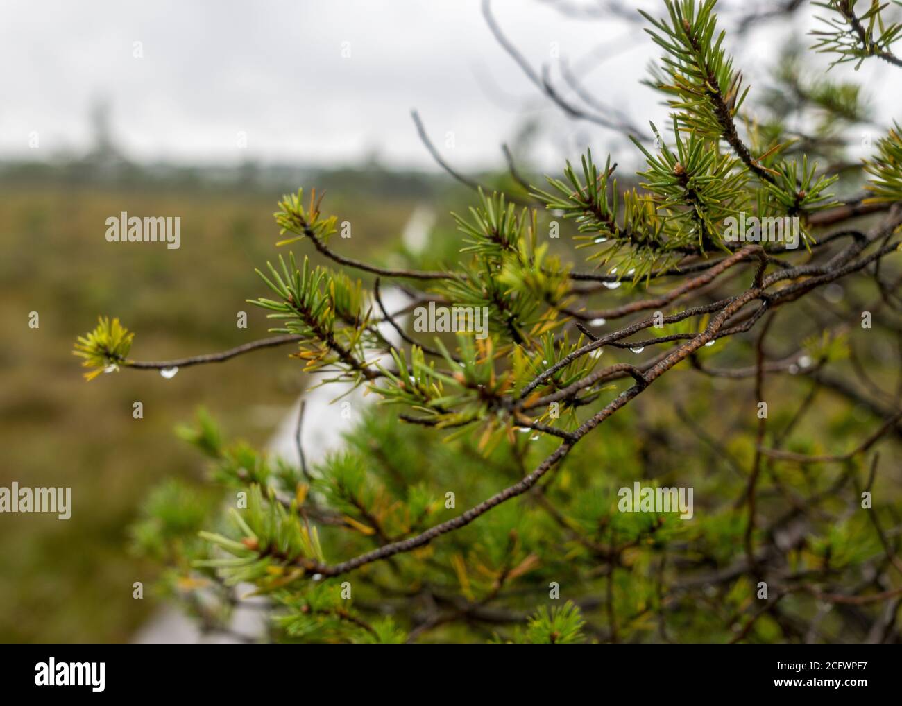 in the foreground wet bog pine branches, traditional bog landscape with ...