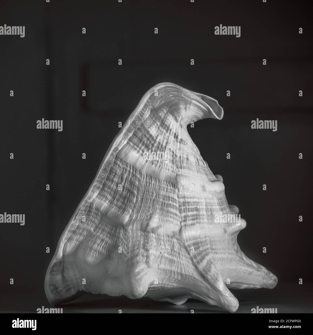 Shooting in black and white hi-res stock photography and images - Alamy