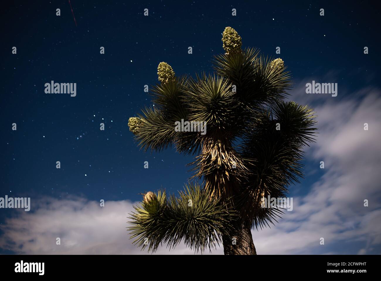 A Joshua Tree lit by the moon at night with Orion constellation, stars ...