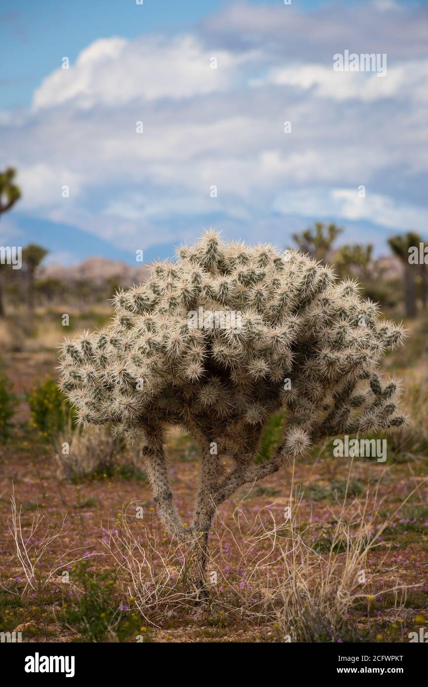 Portrait of a Cholla cactus with subtle spring colors in the desert ...
