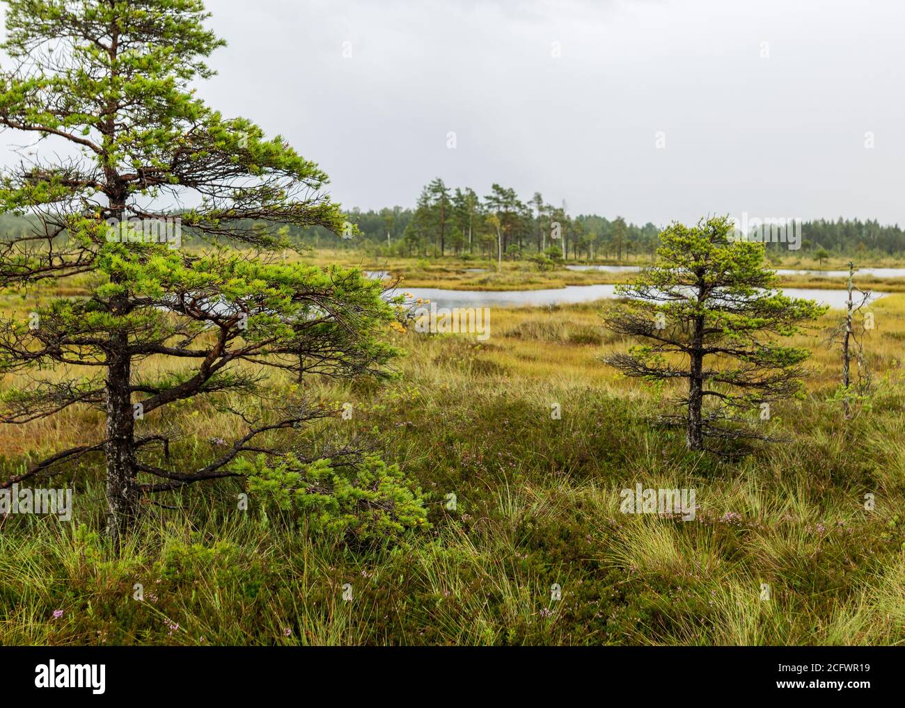 Rainy and gloomy day in the bog, traditional bog landscape with wet ...