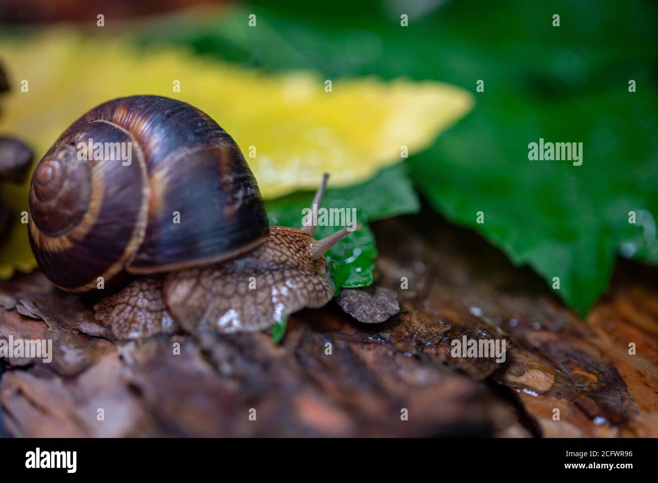 A large snail on the bark of a tree. Photo in the wild. Burgudian ...