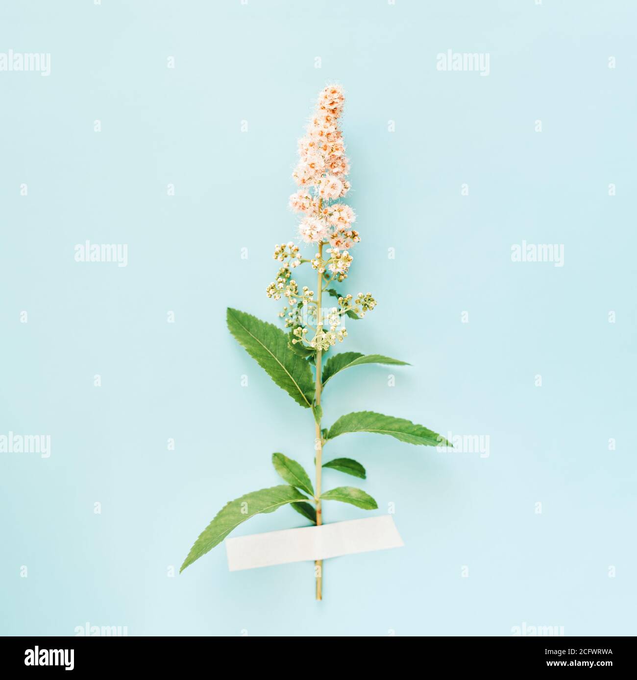 Blue Spiraea High Resolution Stock Photography and Images - Alamy