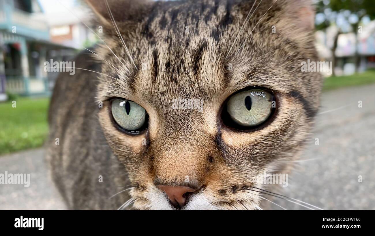 suburban outdoor street gray, white and tan cat Stock Photo - Alamy