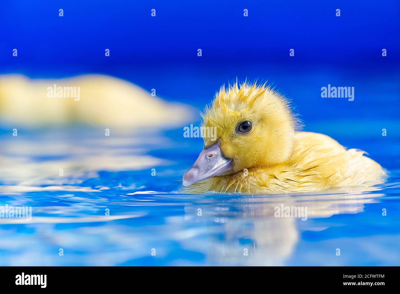 Yellow small cute duckling in swimming pool. Duckling swimming in ...