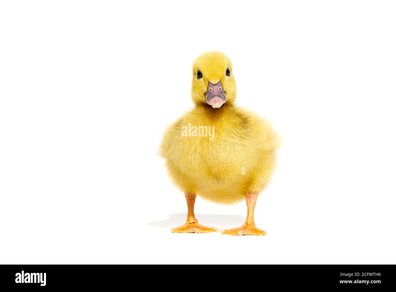 NewBorn little Cute yellow duckling isolated on white Stock Photo - Alamy