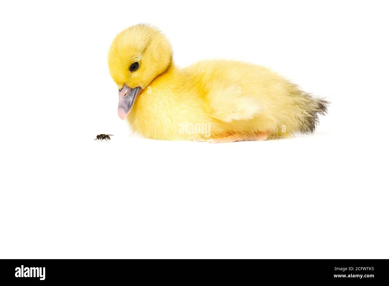 NewBorn little Cute yellow duckling isolated on white Stock Photo - Alamy