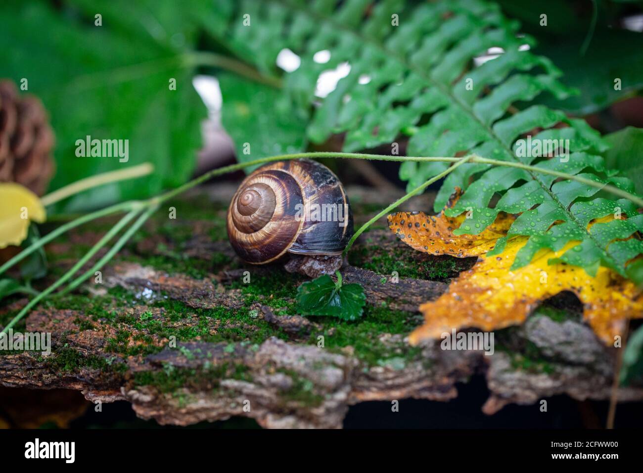 A large snail on the bark of a tree. Photo in the wild. Burgudian ...