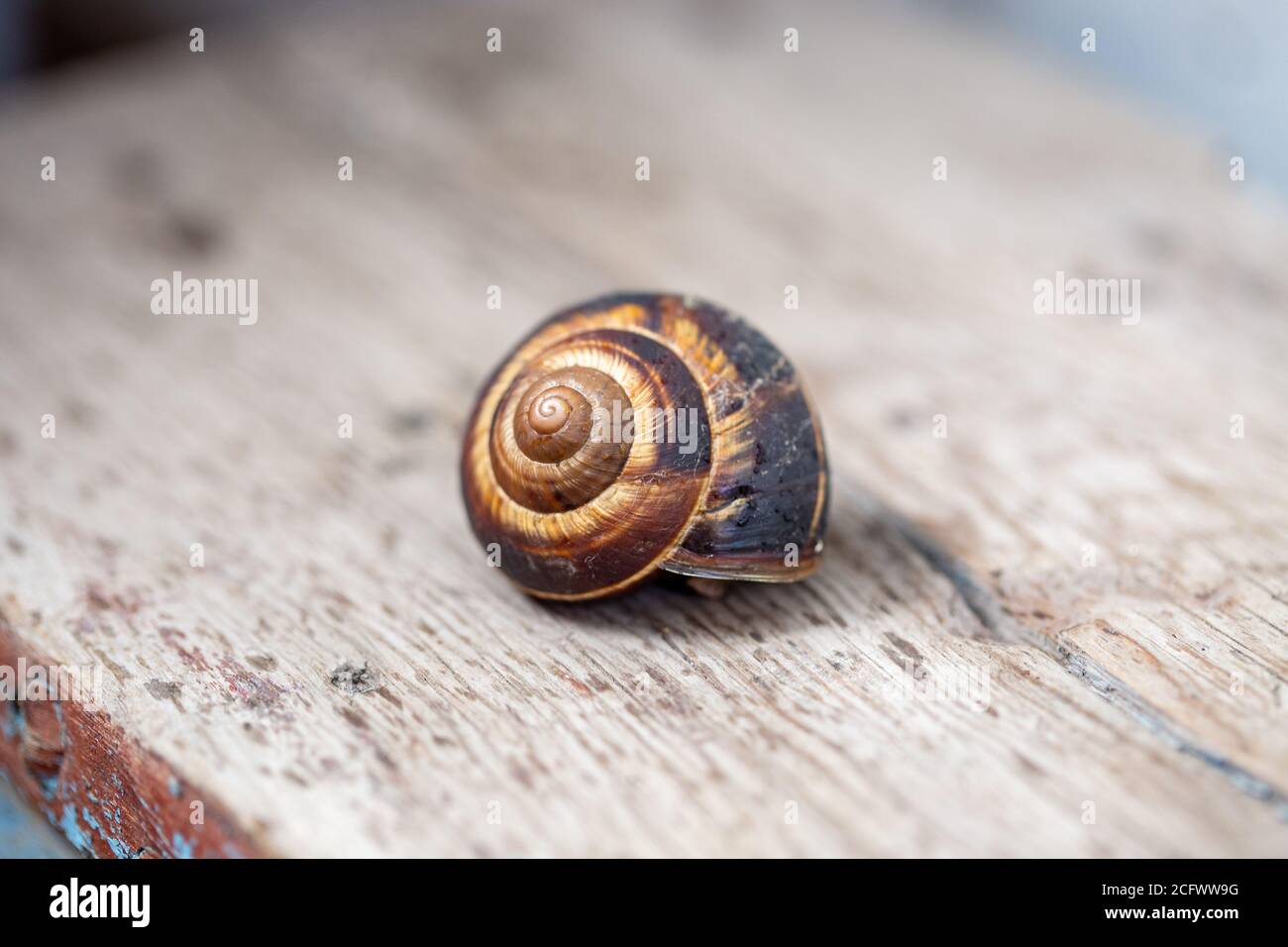 Big snail on the tree. Burgudian, grape or Roman edible snail from the ...