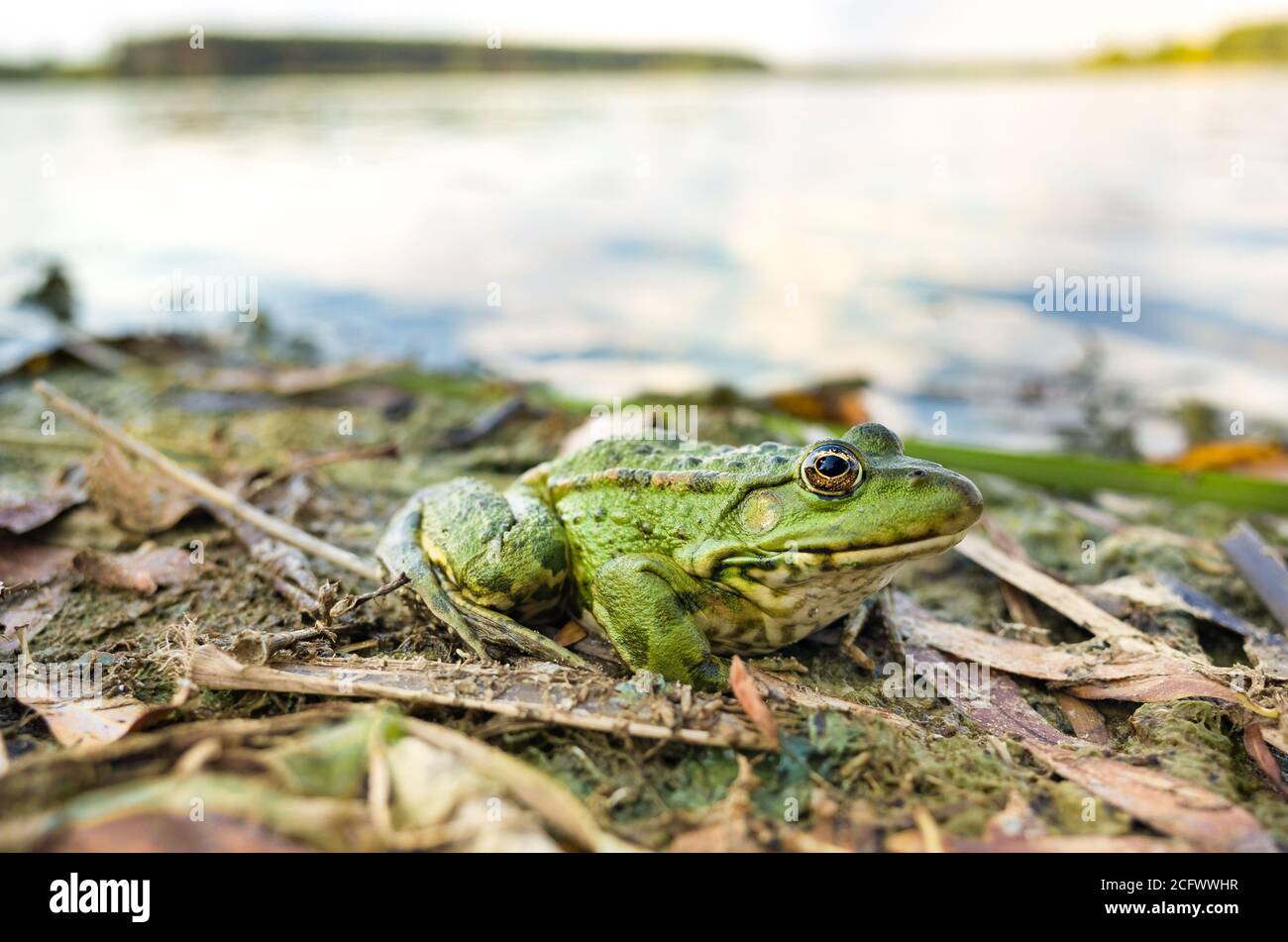 Marsh frog at side of a lake (Pelophylax ridibundus Stock Photo - Alamy