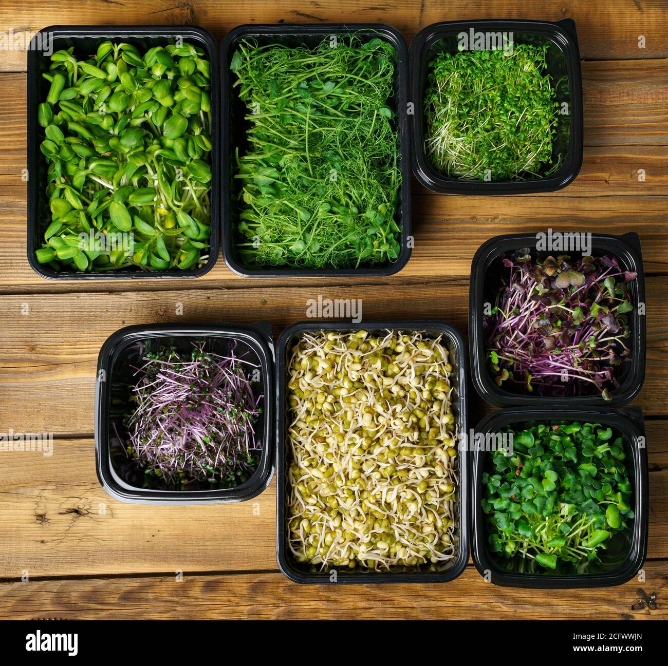 Image of microgreen sprouts in containers, top view Stock Photo - Alamy
