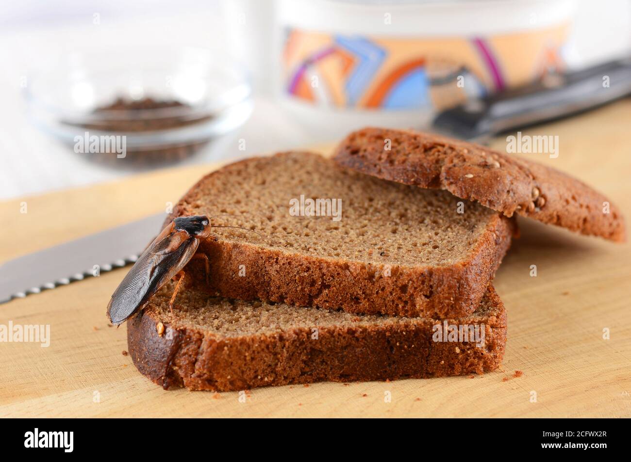 Cockroaches food hi-res stock photography and images - Alamy