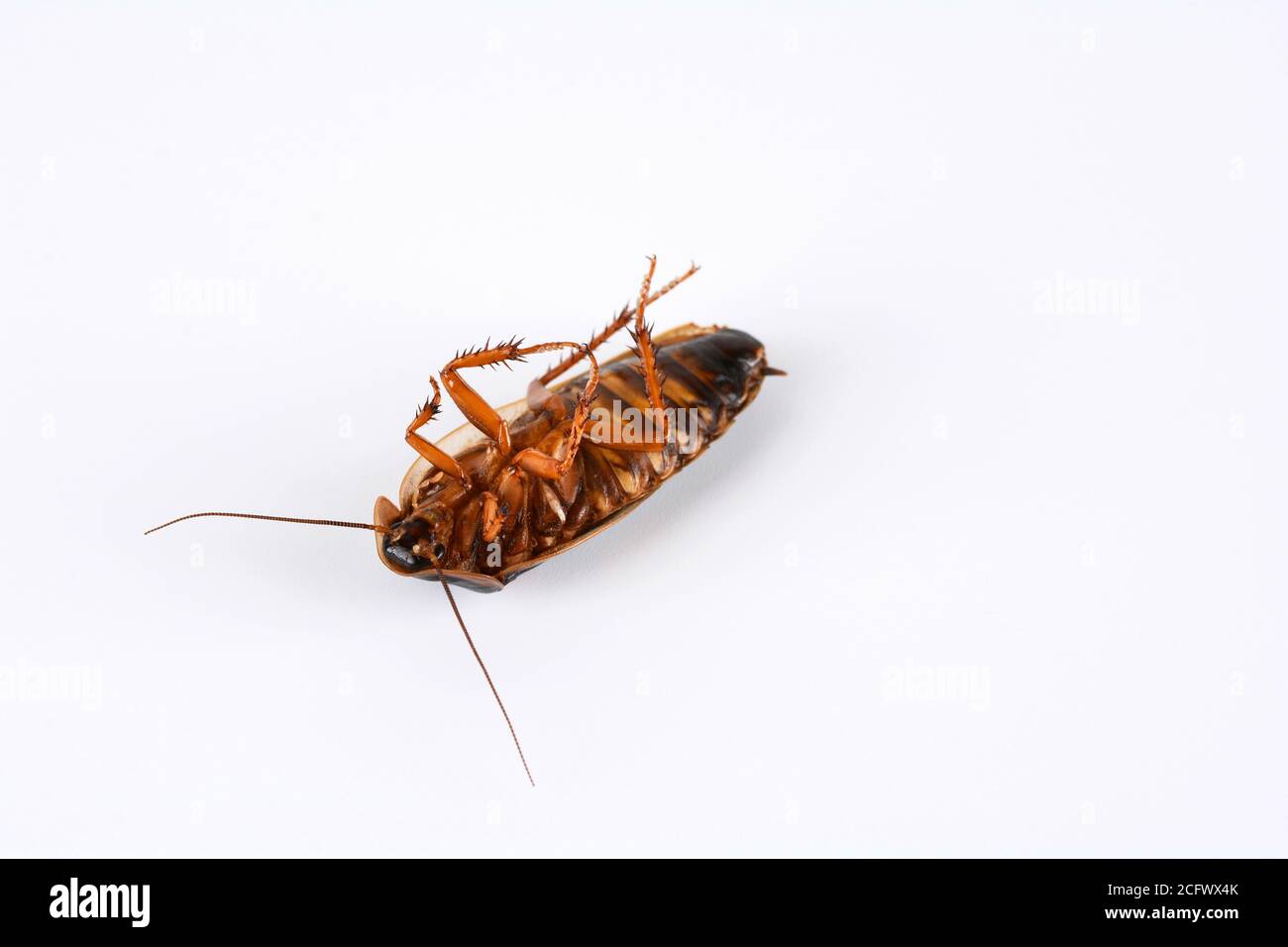 Big dead cockroach on white background Stock Photo - Alamy