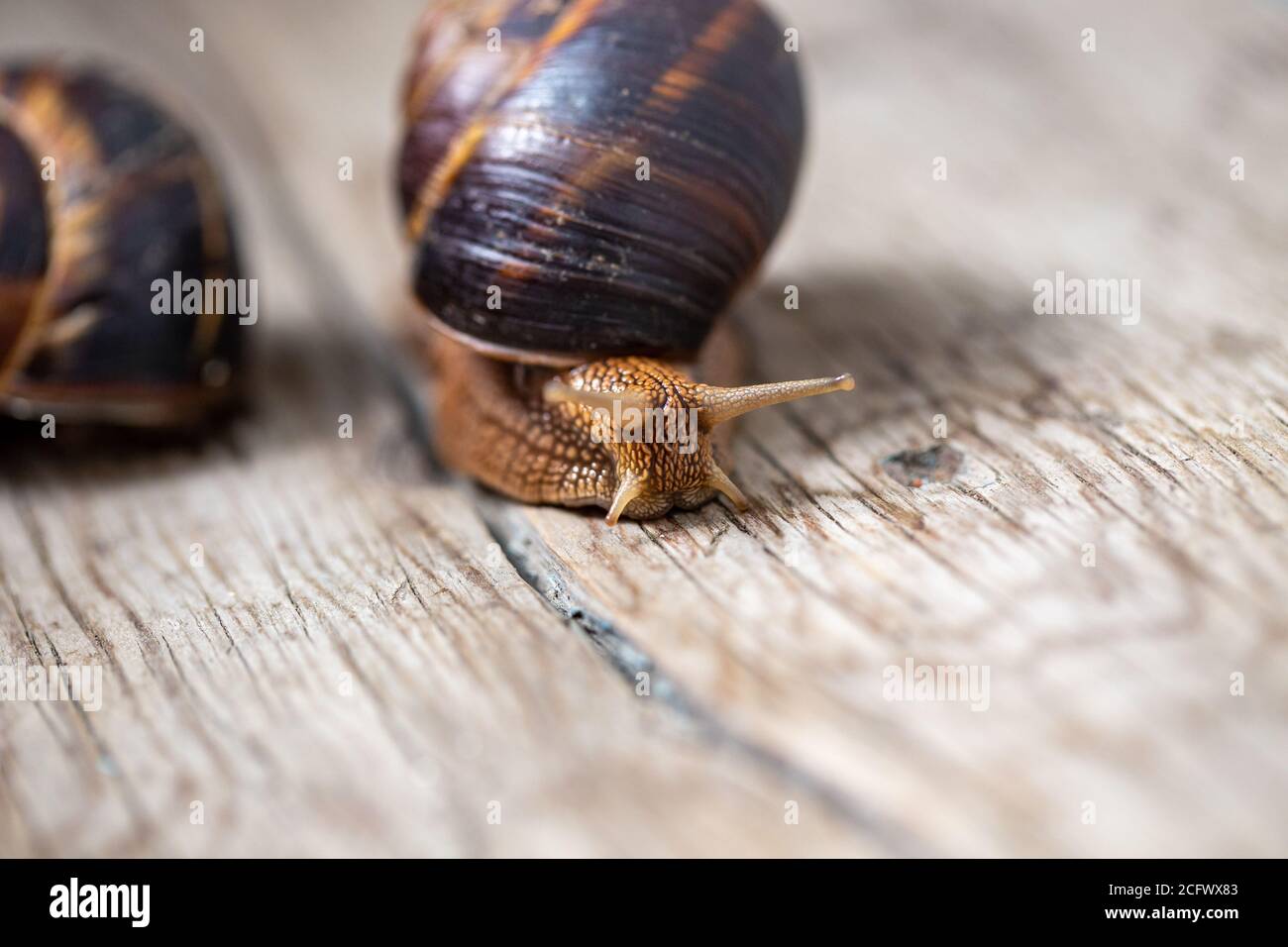 Big snail on the tree. Burgudian, grape or Roman edible snail from the ...
