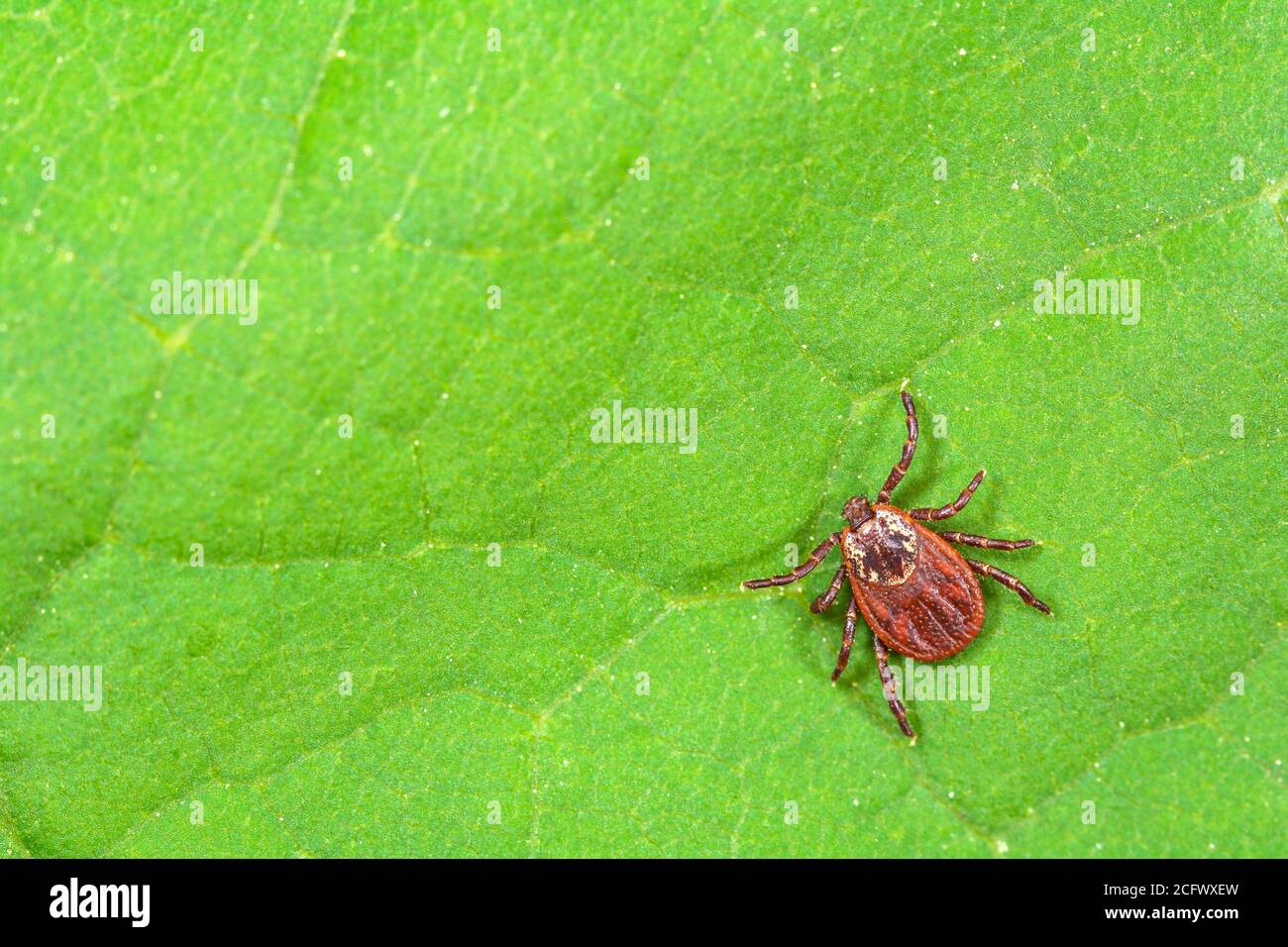 Parasite mite sitting on a green leaf. Danger of tick bite Stock Photo ...