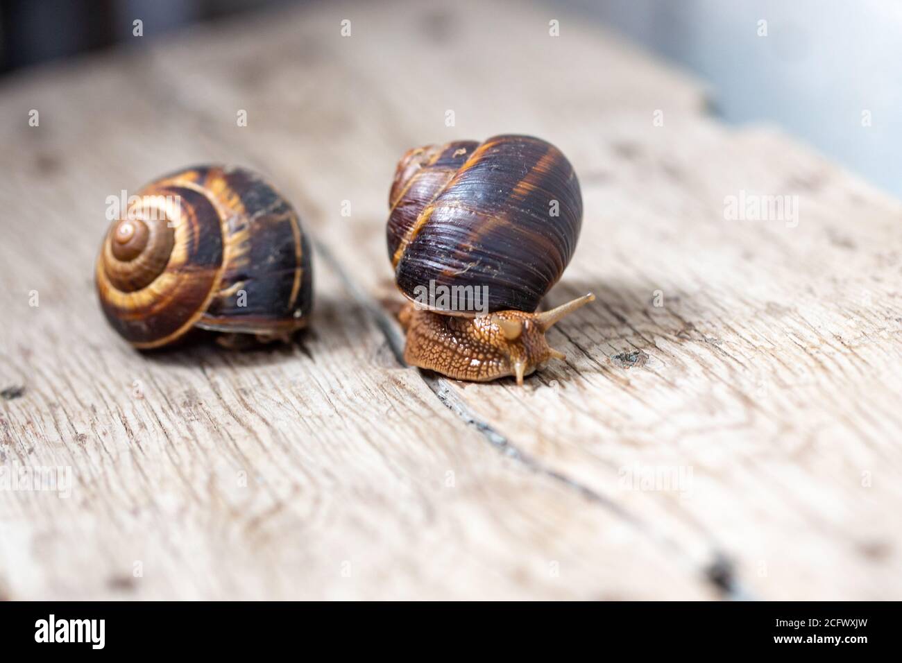 Family of gastropods hi-res stock photography and images - Alamy