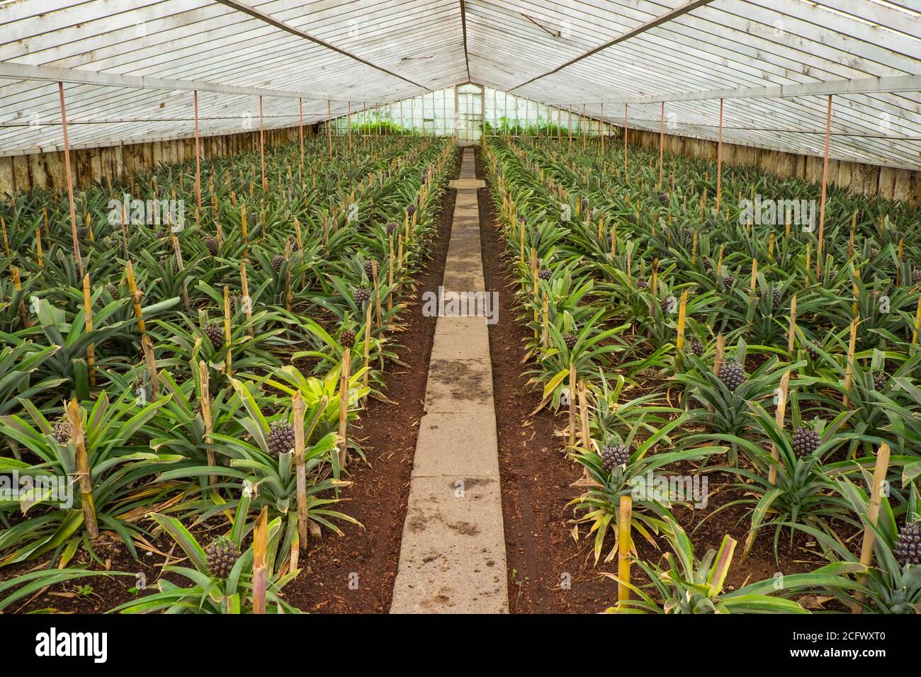 Pineapple farm with rows young pineapple in the greenhouse in Azores ...