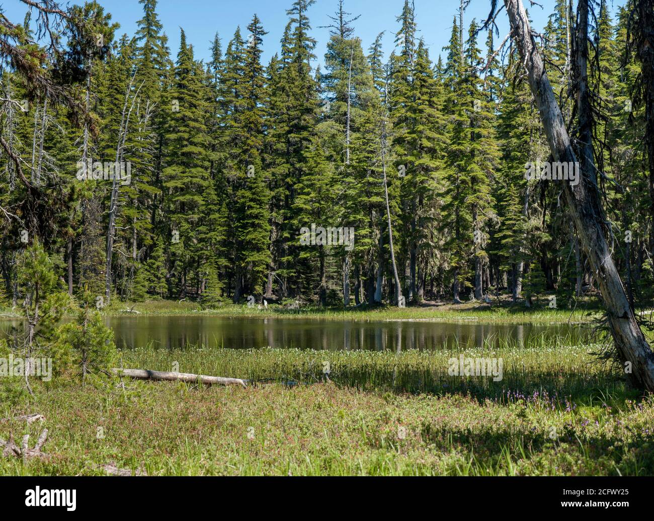 A small pond/swamp at the summit of the Oregon Cascades. with ...